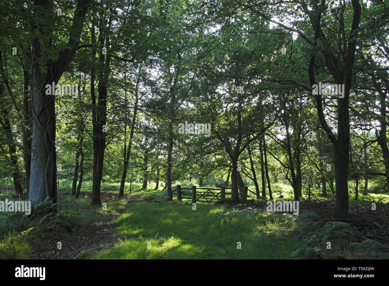Holly Hatch Inclosure New Forest National Park England UK Stock Photo ...