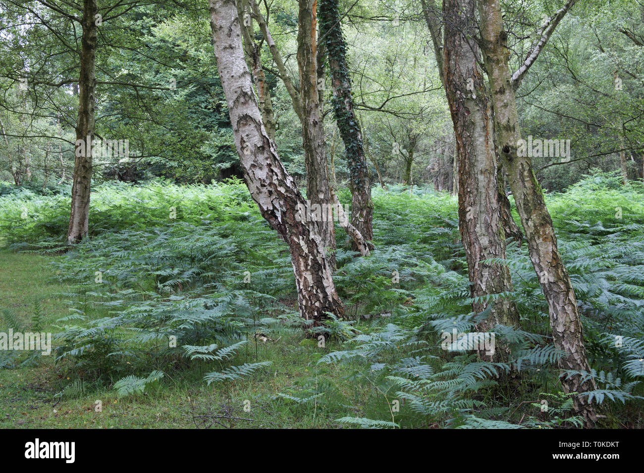 Silver birch trees Betula pendula Denny Wood New Forest National Park ...