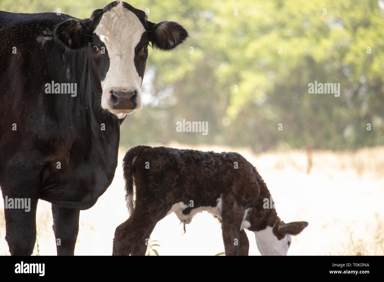 Momma Cow with newborn calf Stock Photo - Alamy