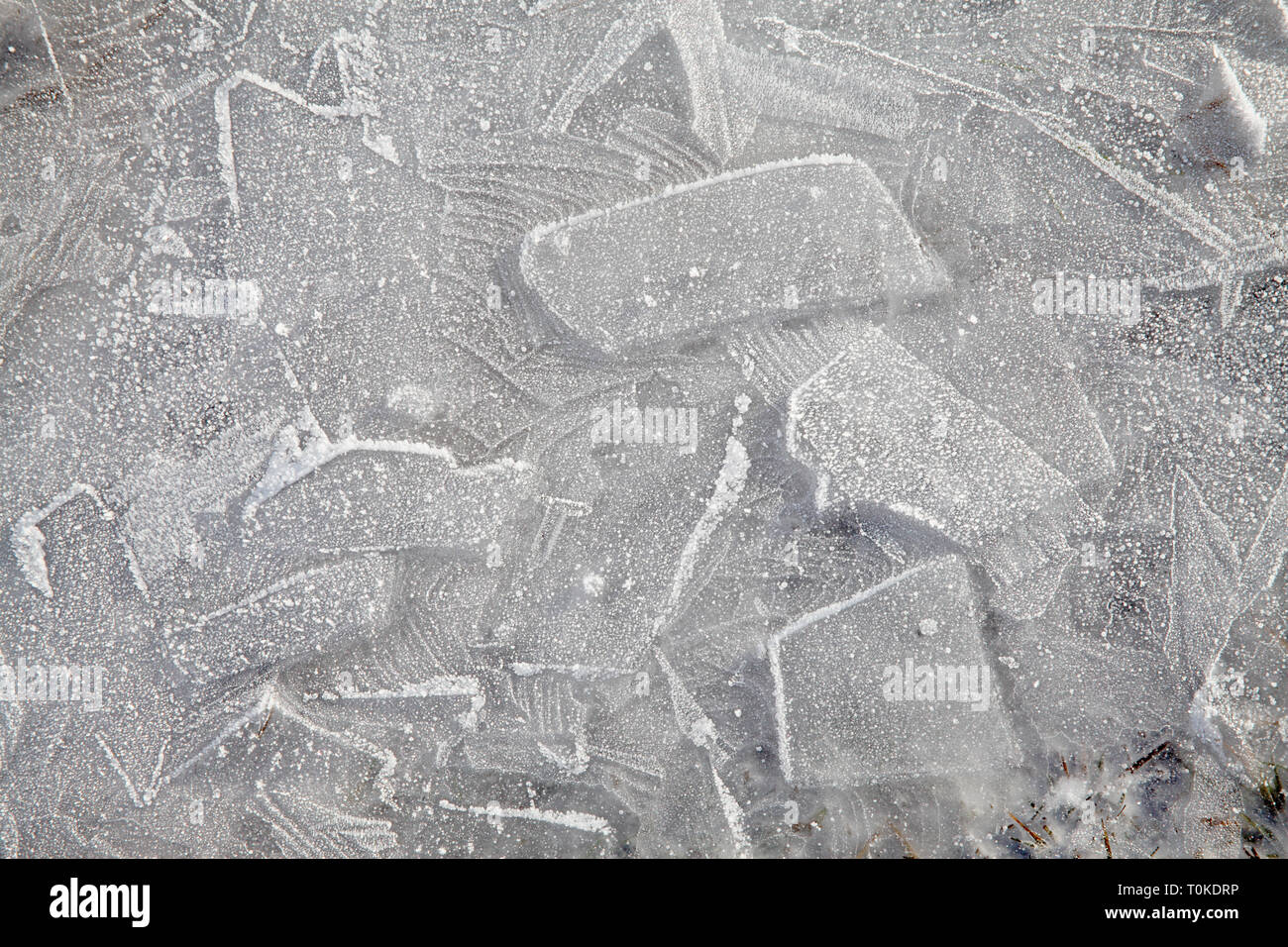 Frost on puddles Linwood New Forest National Park Hampshire England UK ...