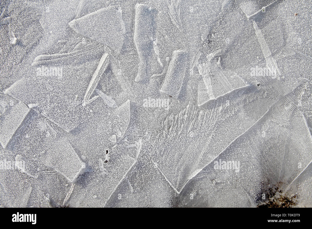 Frost on puddles Linwood New Forest National Park Hampshire England UK ...