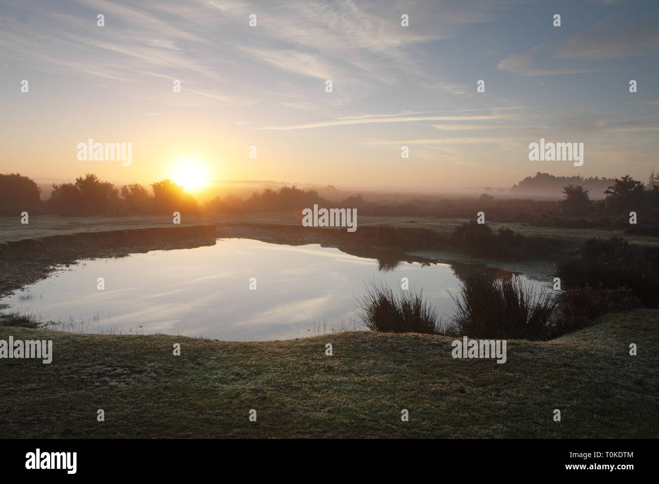 Small pond at sunrise Broomy Plain Linwood New Forest National Park ...