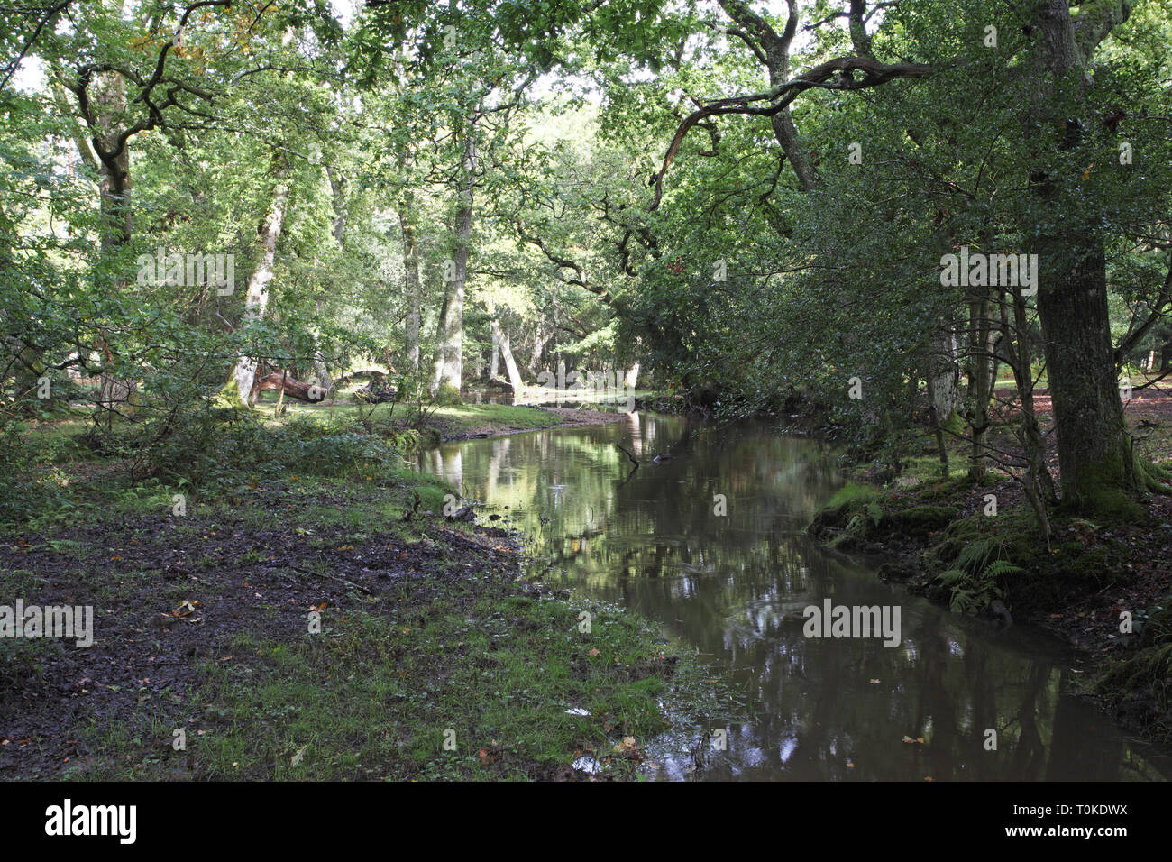 Highland Water stream Queen Bower New Forest National Park Hampshire ...
