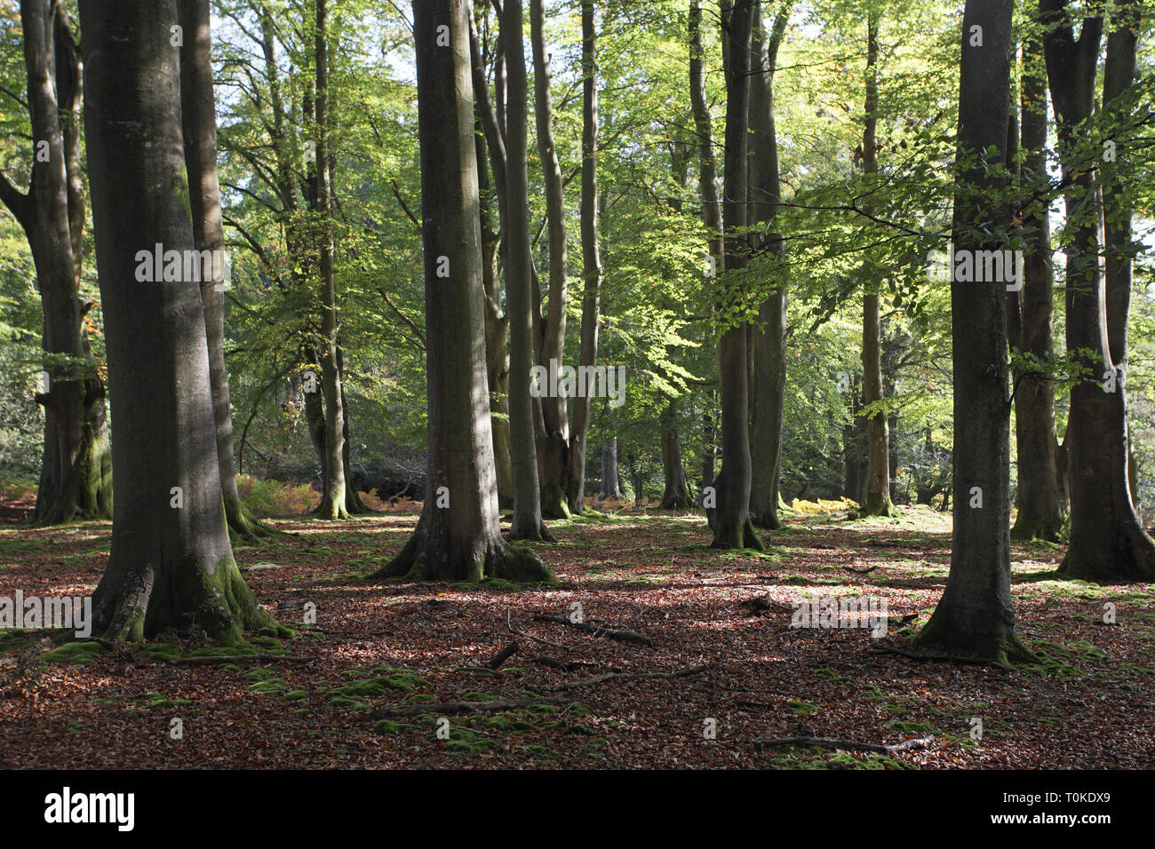 Beech trees Fagus sylvatica near Burley Old House and Sir Dudleys Ride ...
