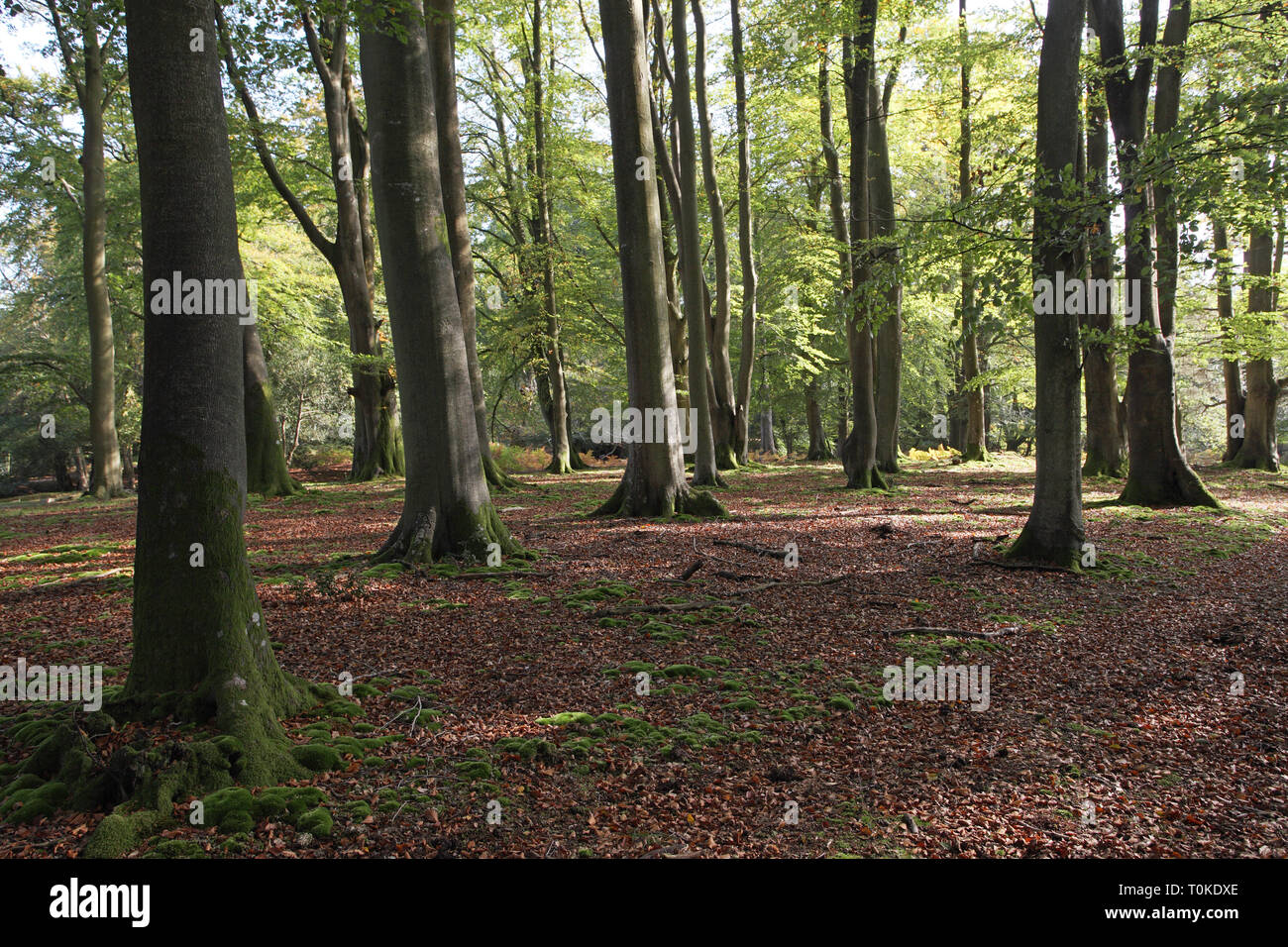 Beech trees Fagus sylvatica near Burley Old House and Sir Dudleys Ride ...