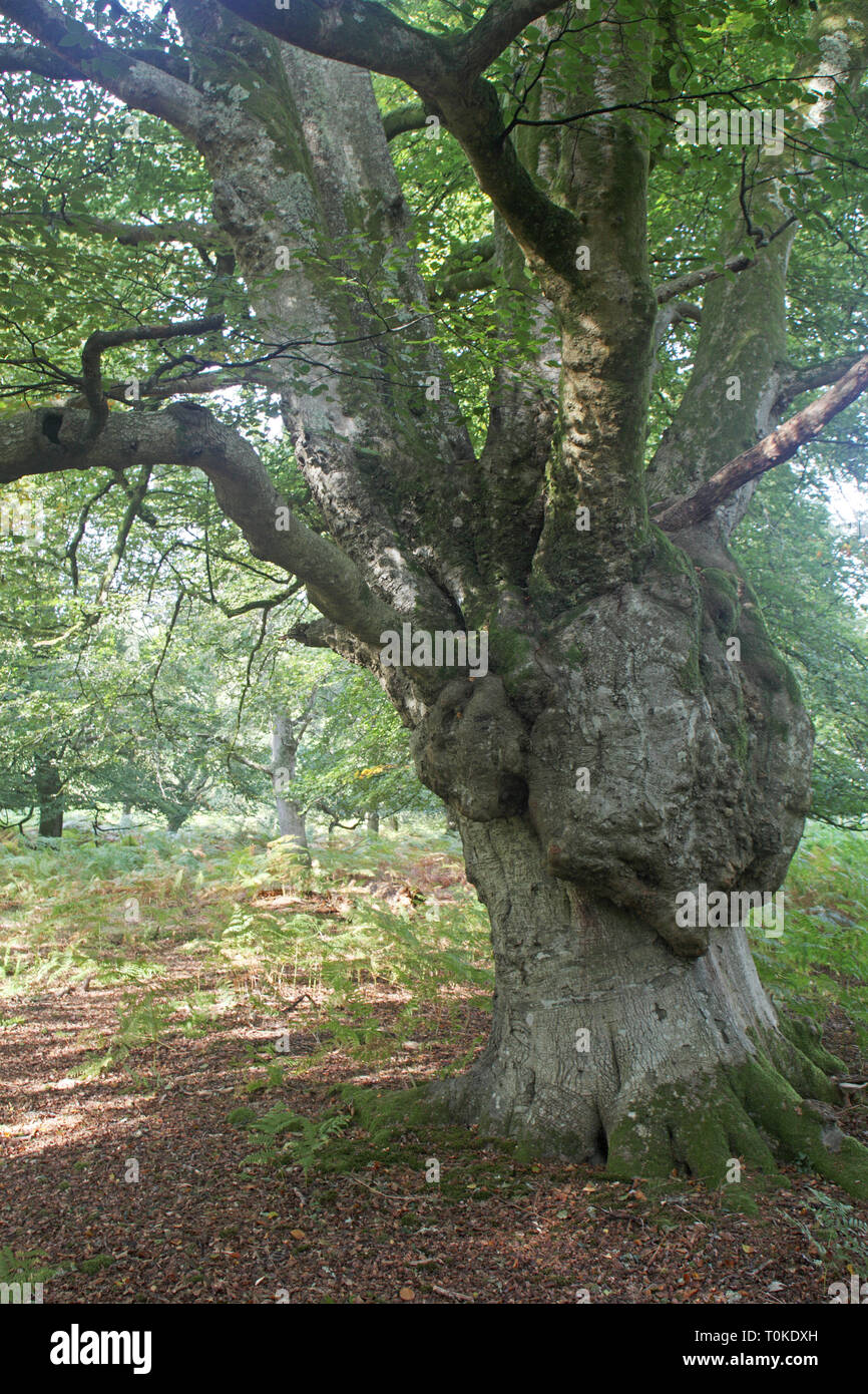Callus tree hi-res stock photography and images - Alamy