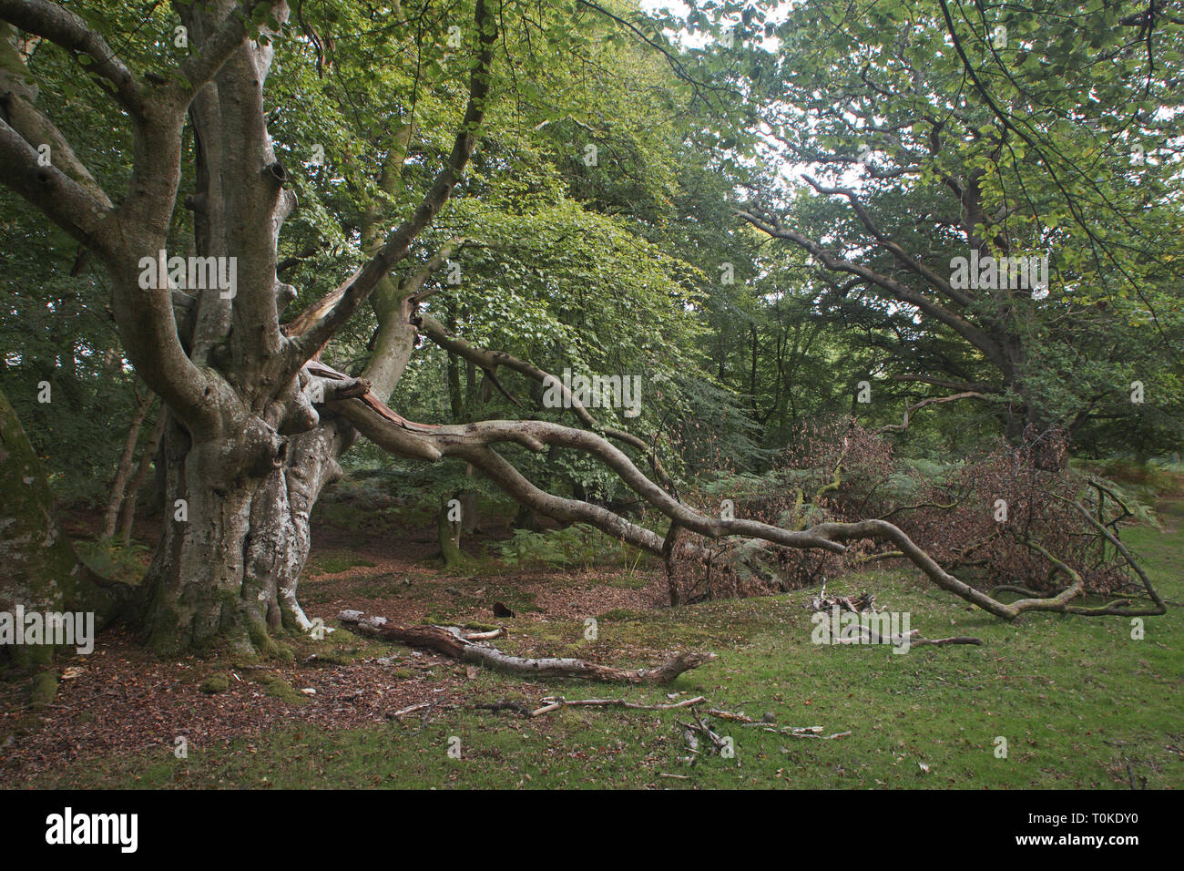 Pollarded beech tree Fagus sylvatica with broken limbs Vinney Ridge New ...