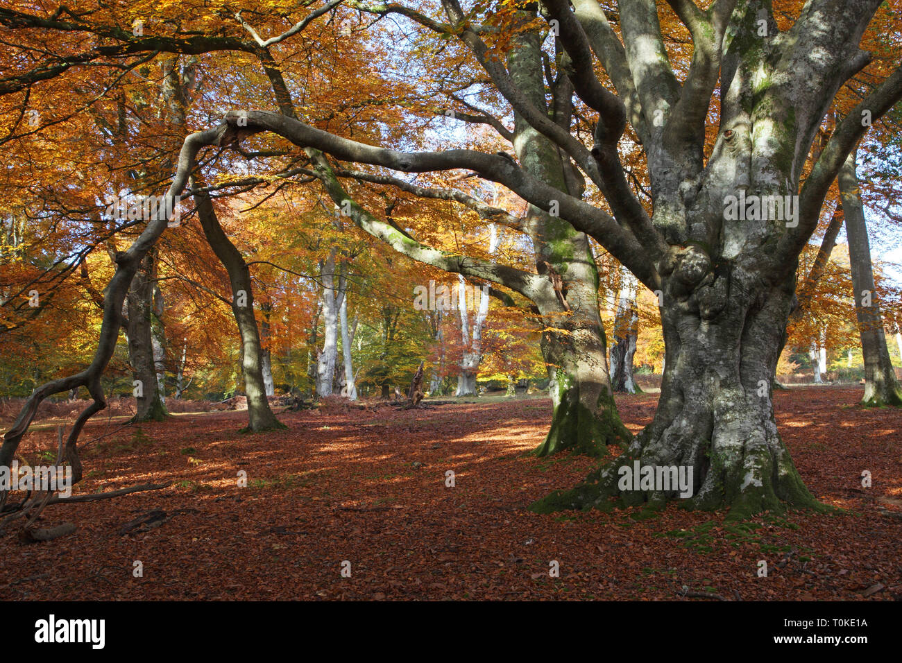 Pollarded beech tree Fagus sylvatica Mark Ash Wood New Forest National ...