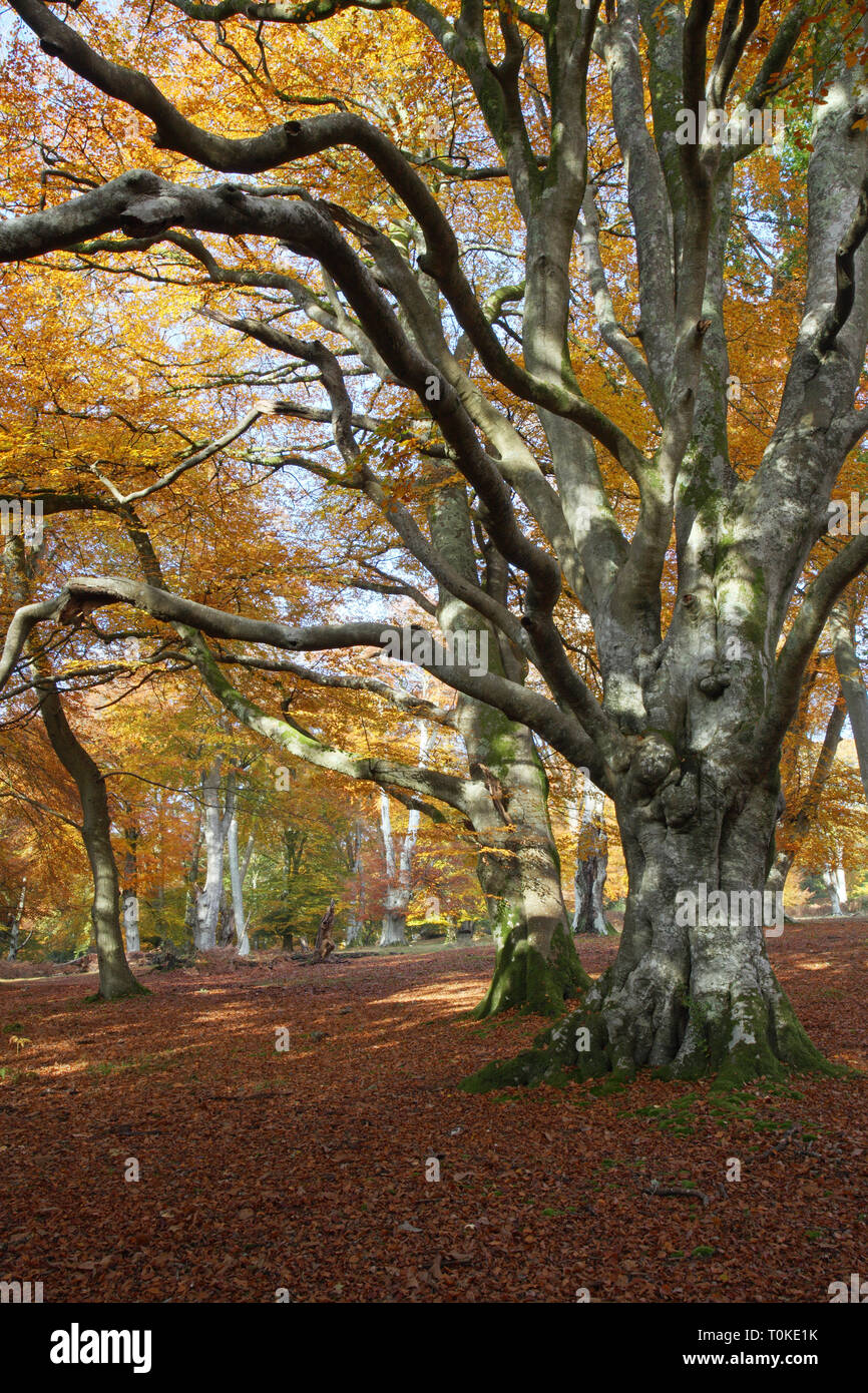 Pollarded beech tree Fagus sylvatica Mark Ash Wood New Forest National ...