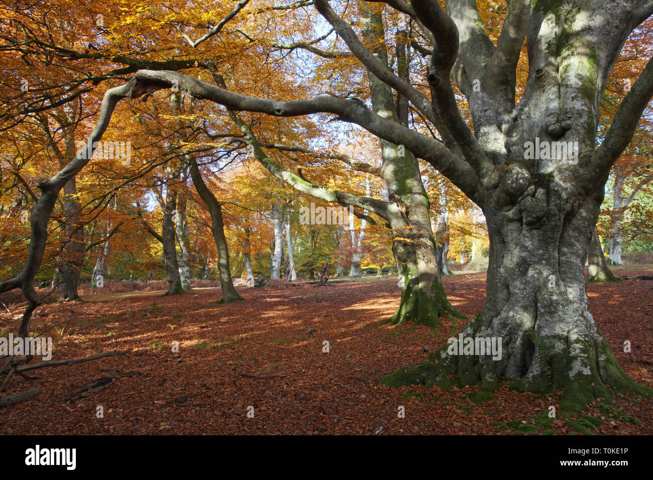 Pollarded beech tree Fagus sylvatica Mark Ash Wood New Forest National ...