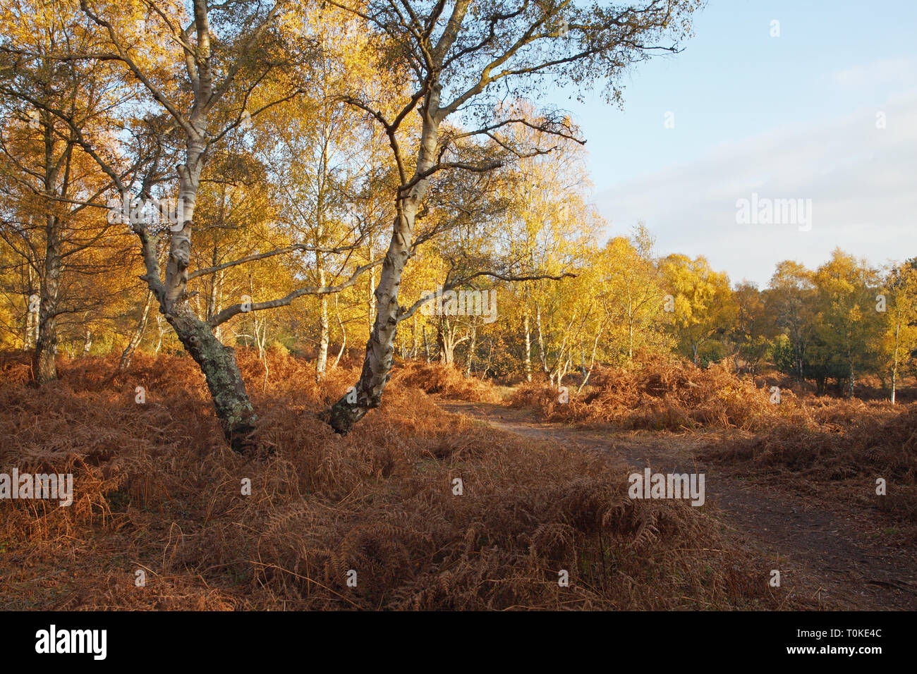 Silver birches Betula pendula Matley Wood New Forest National Park ...