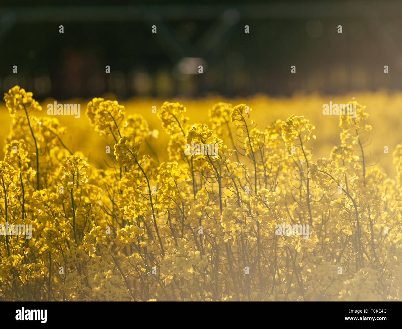 A rapeseed field in bloom (Brassica napus) in spring in Salamanca for ...