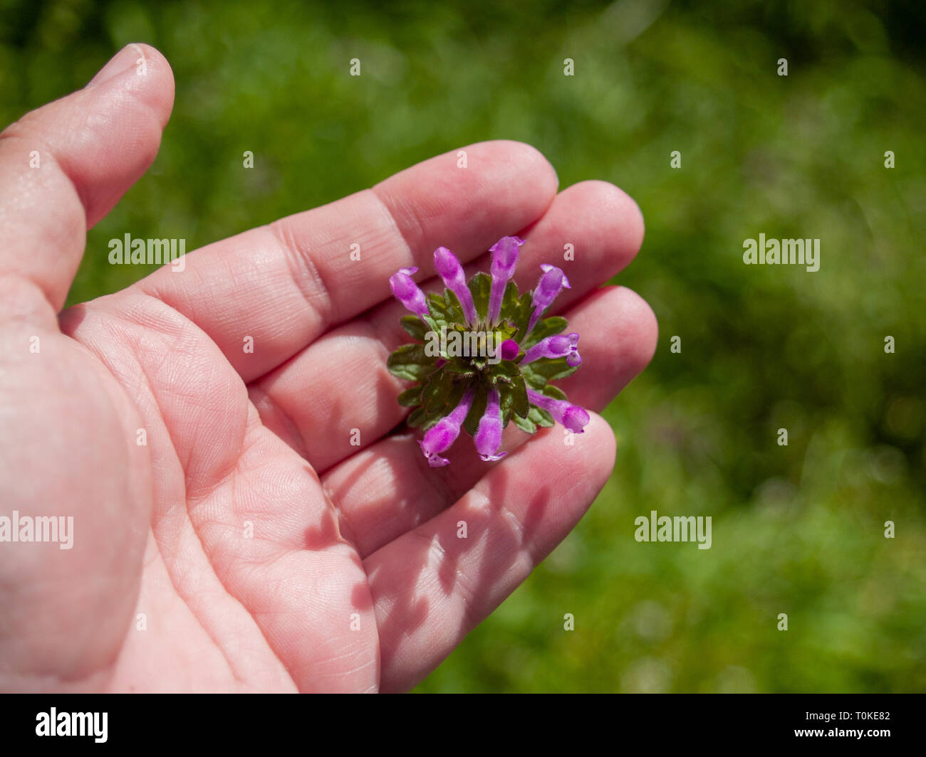 Hand pollination hi-res stock photography and images - Alamy