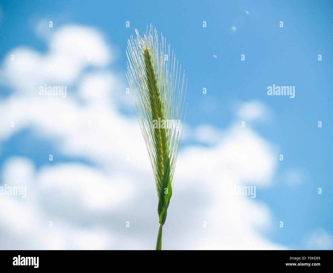 Green spike in spring with sky and clouds background Stock Photo - Alamy