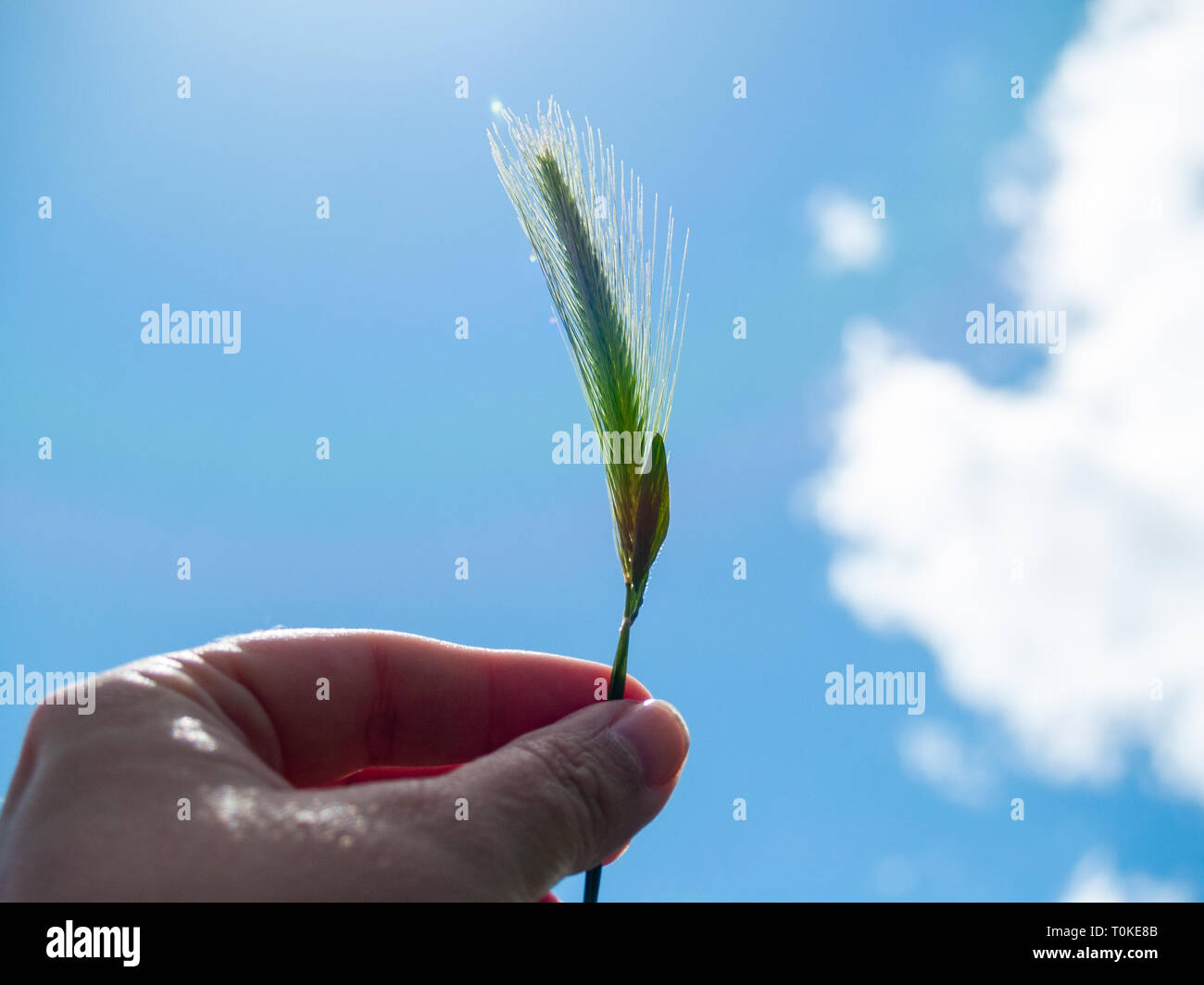 Hand spike hi-res stock photography and images - Alamy