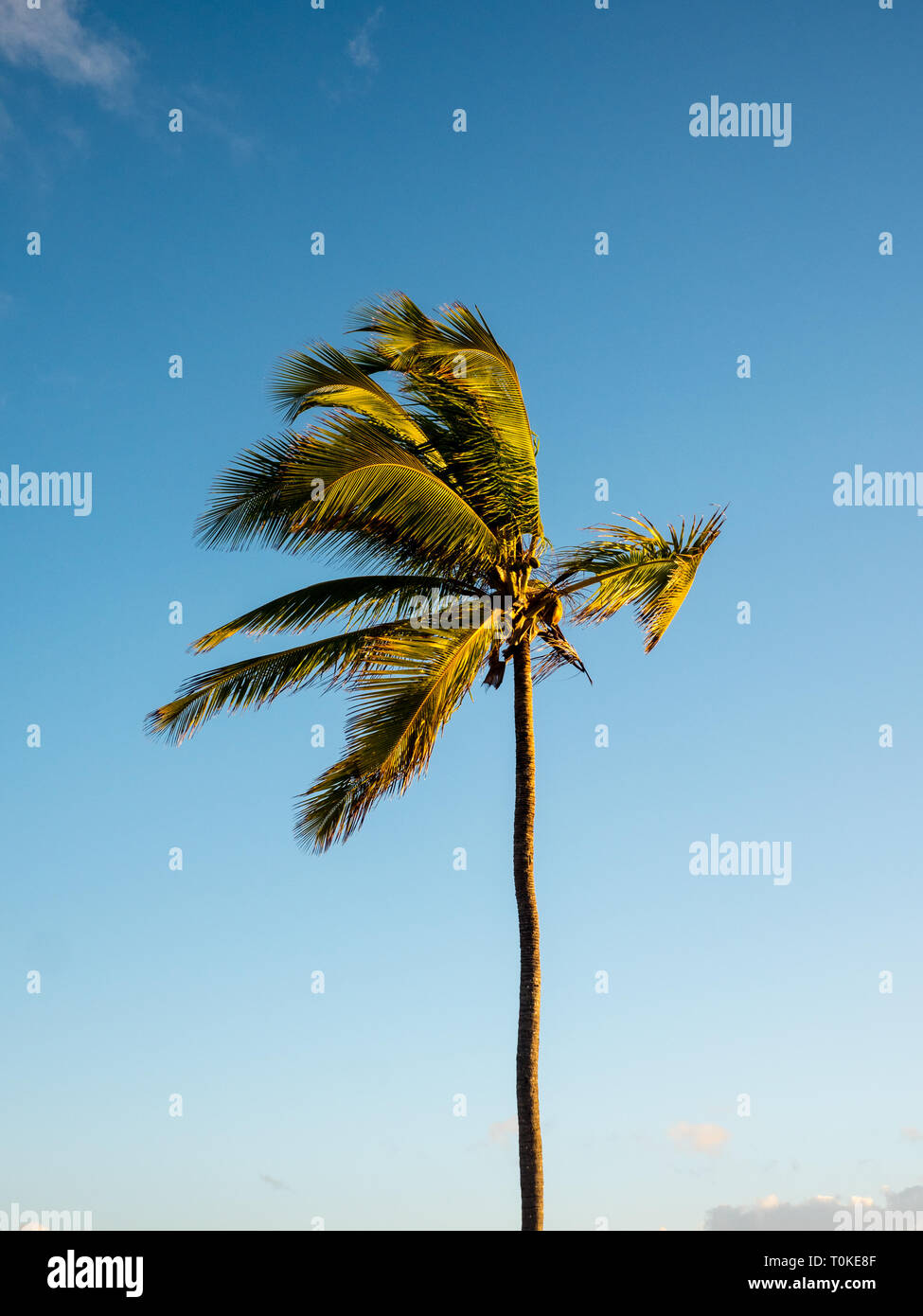 Slow tree hi-res stock photography and images - Alamy