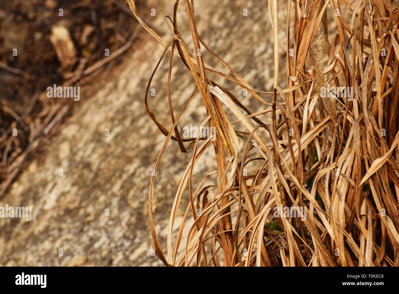 Dry grass close-up view Stock Photo - Alamy