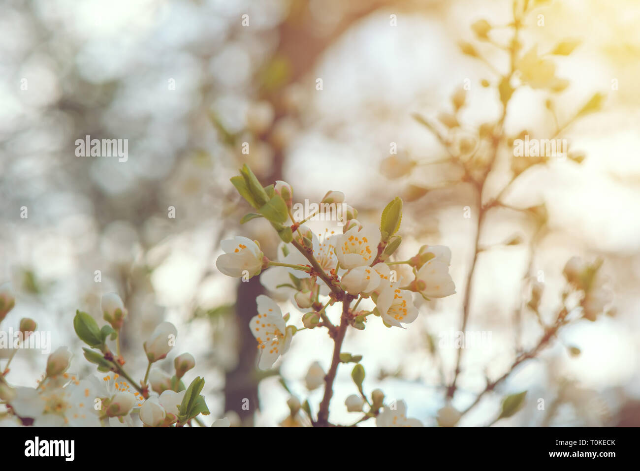 Wild cherry tree hi-res stock photography and images - Alamy