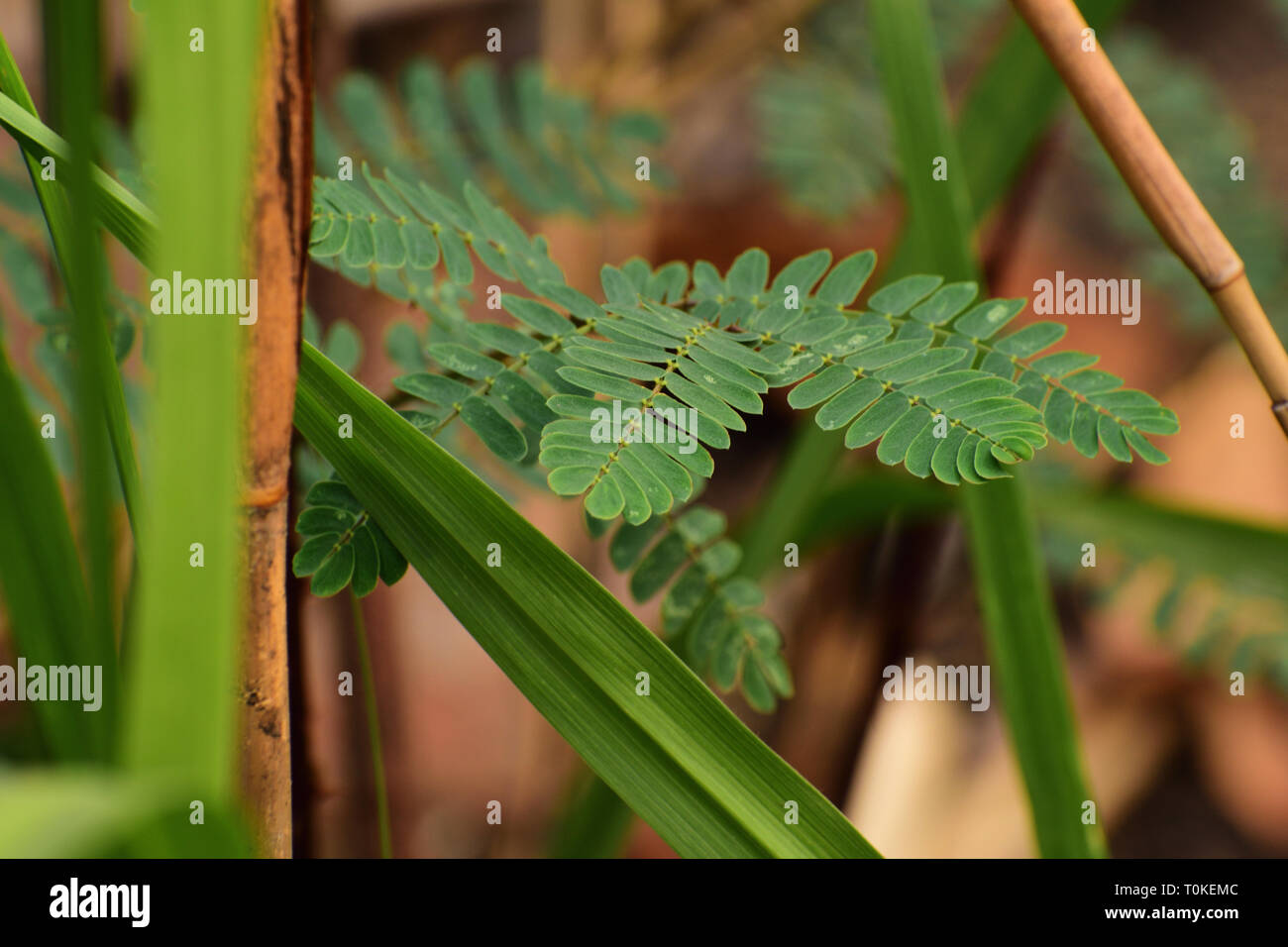 Touch of botanical detail hi-res stock photography and images - Alamy