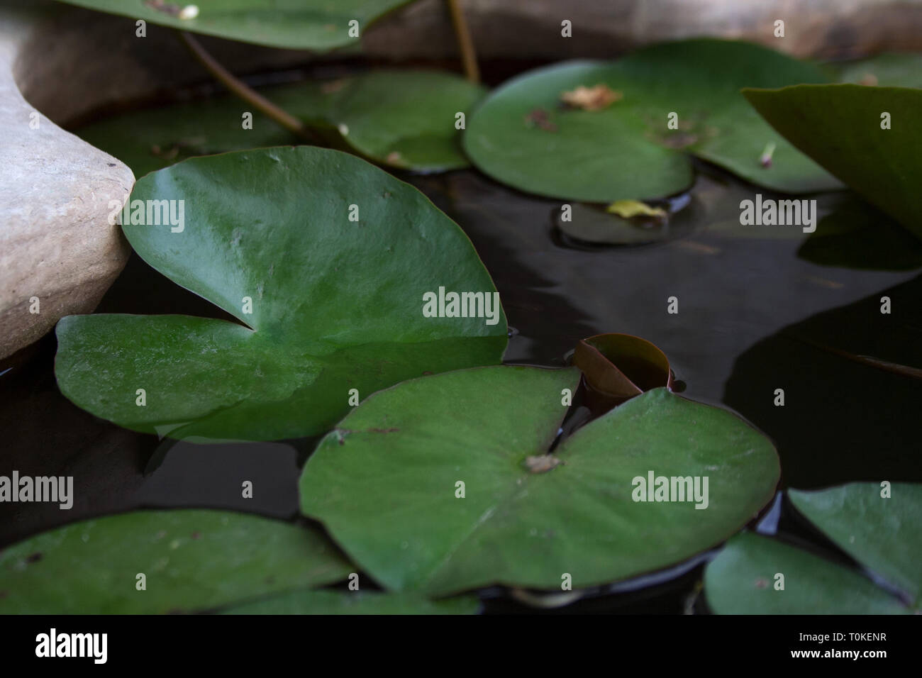 Green aquatic plant leaves on small pond surface in thai garden Stock ...