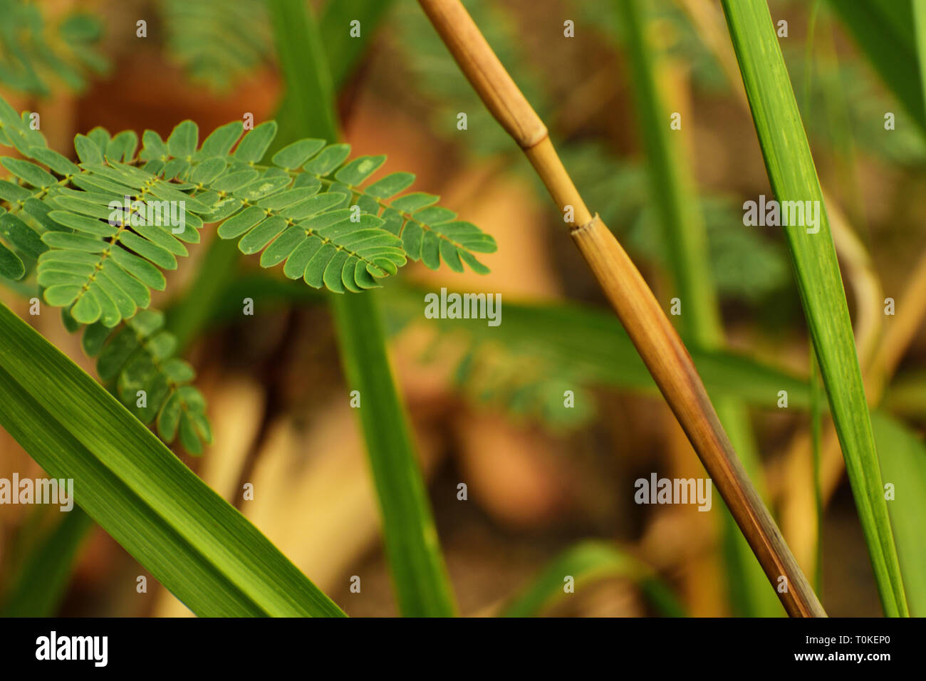 Touch me not leaves Stock Photo - Alamy