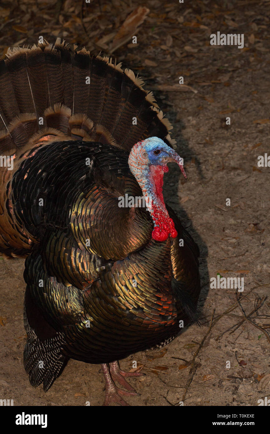 Tom turkey hi-res stock photography and images - Alamy