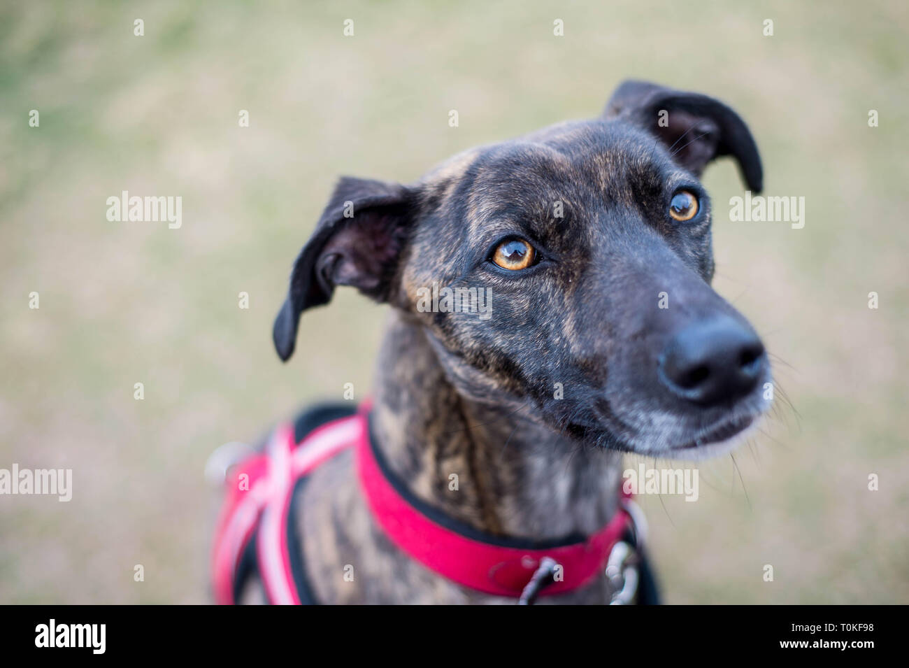 Hared hi-res stock photography and images - Alamy