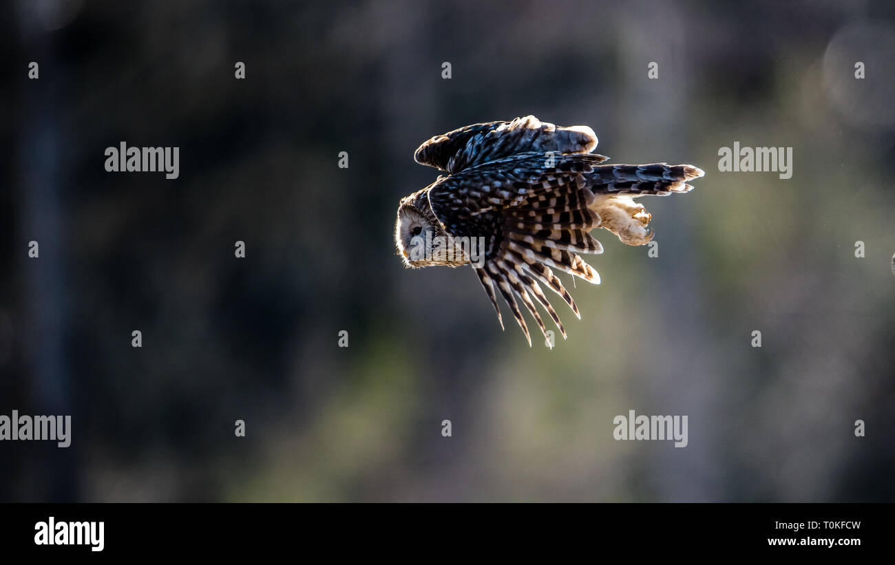 Roundpole hi-res stock photography and images - Alamy