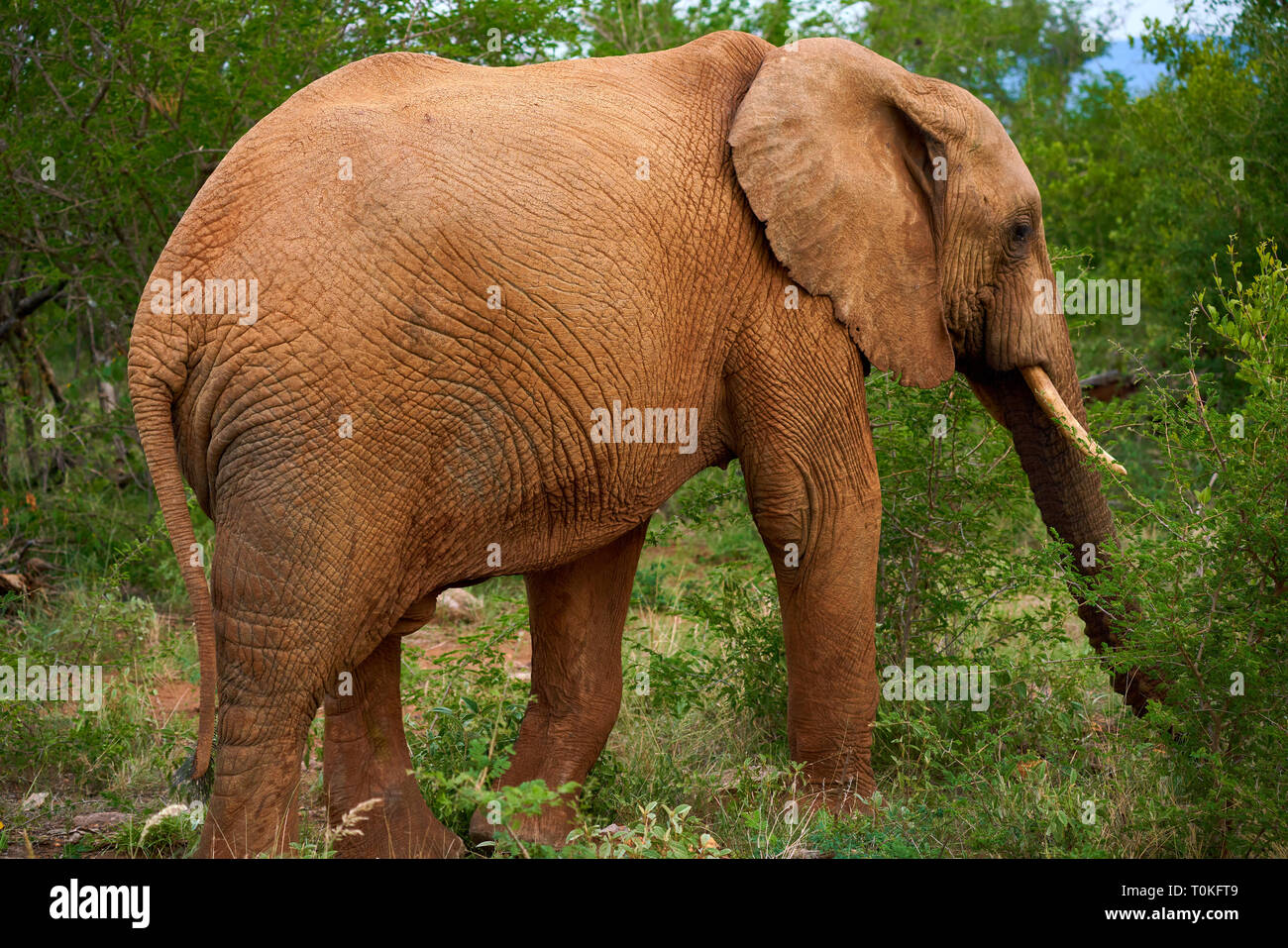 Giraffe fighting lion hi-res stock photography and images - Alamy