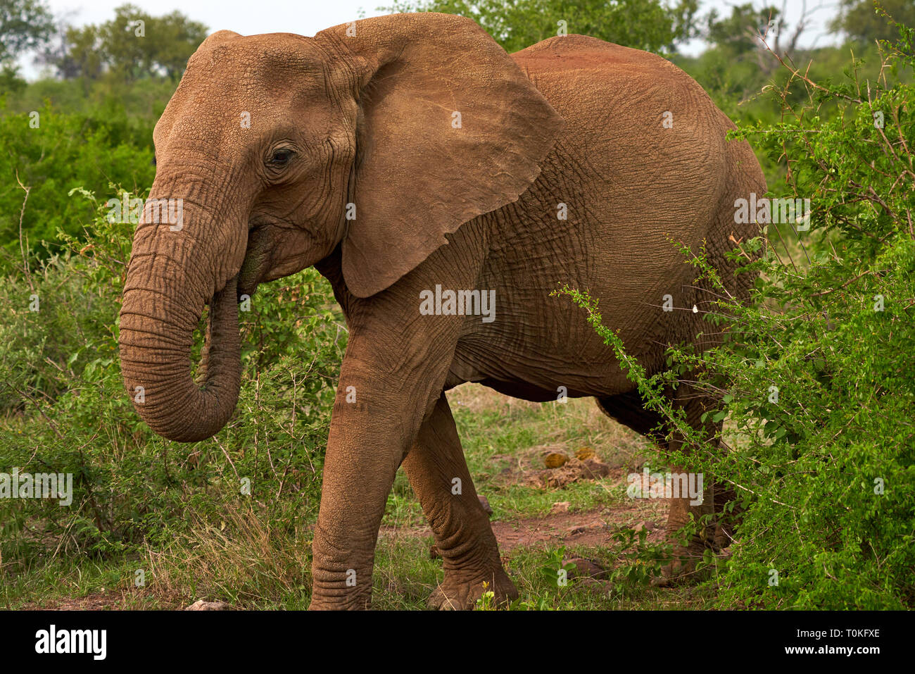 African animal, Lion, Zebra, Wildebeest, Elephant, Calves, Giraffe ...