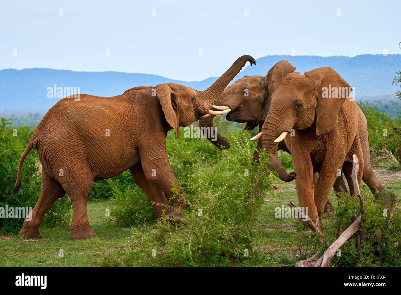 African animal, Lion, Zebra, Wildebeest, Elephant, Calves, Giraffe ...