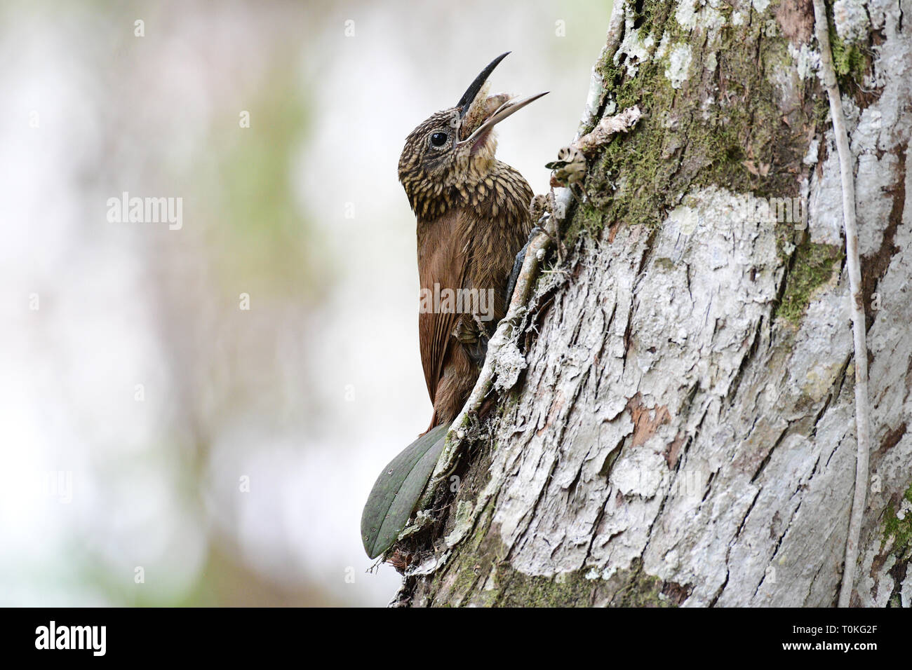 Cocoa Woodcreeper (Xiphorhynchus susurrans) eating a huge bug on a tree ...