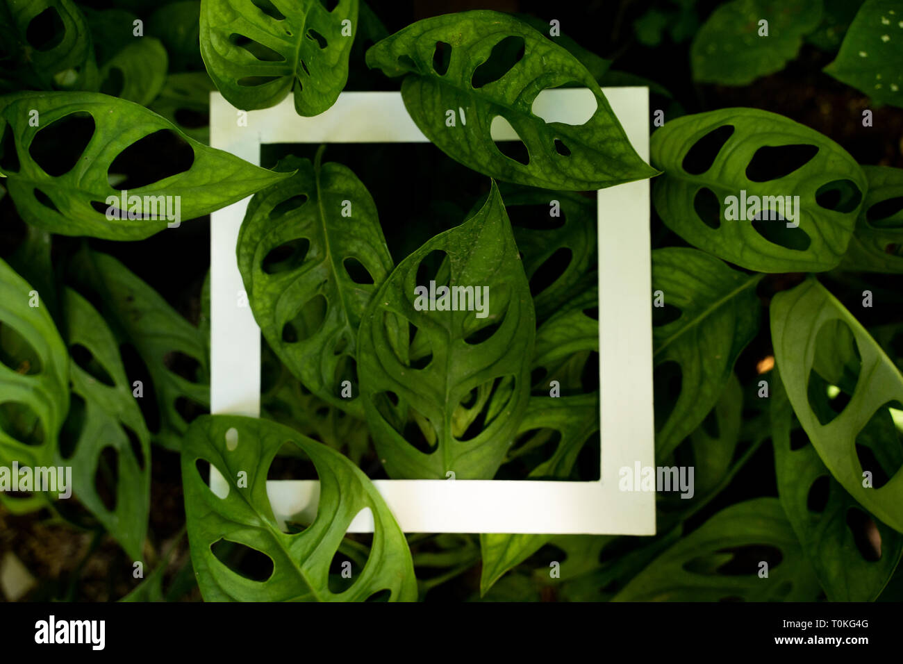 tropical leaf texture with design Stock Photo - Alamy