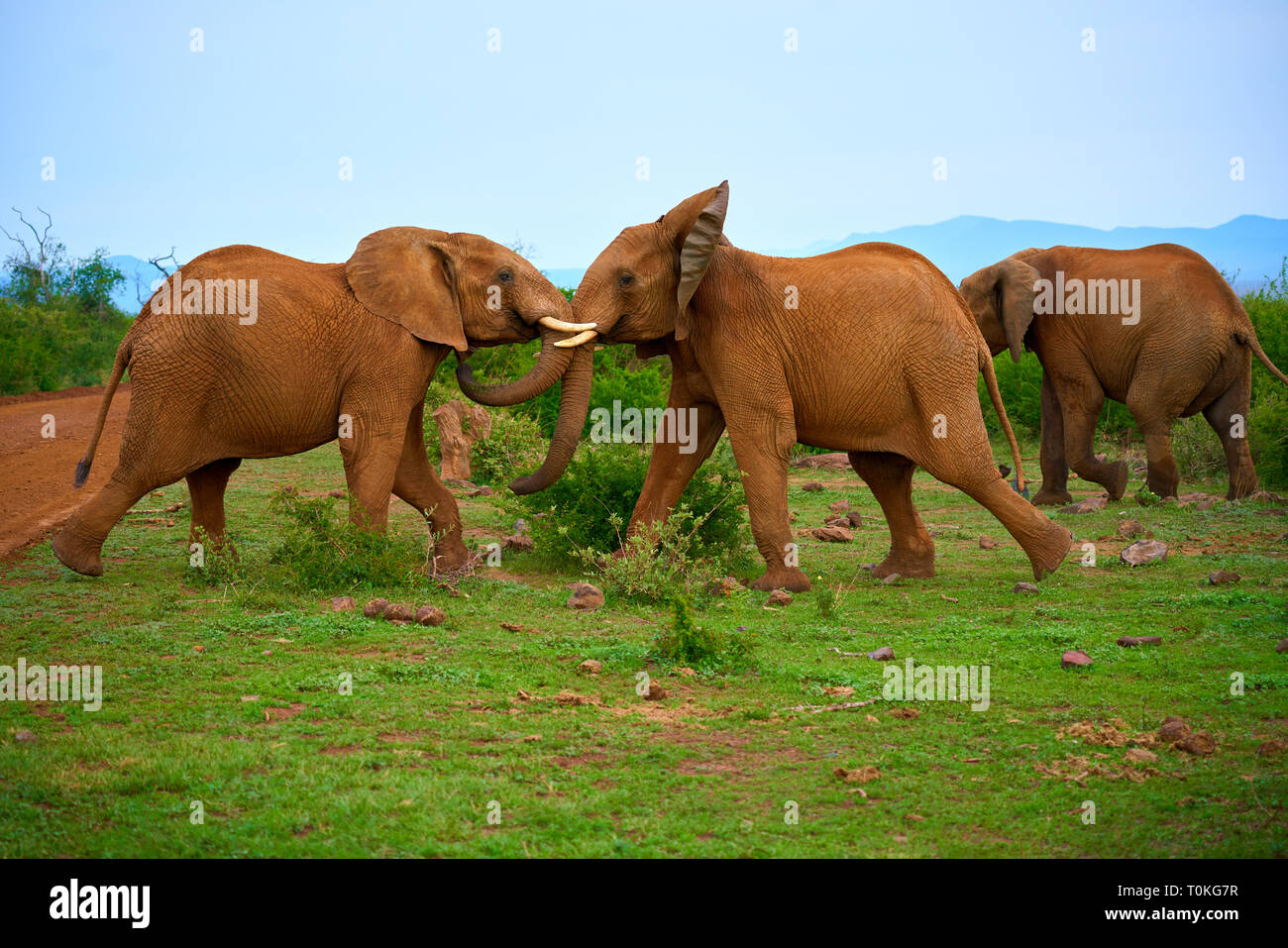 African animal, Lion, Zebra, Wildebeest, Elephant, Calves, Giraffe ...