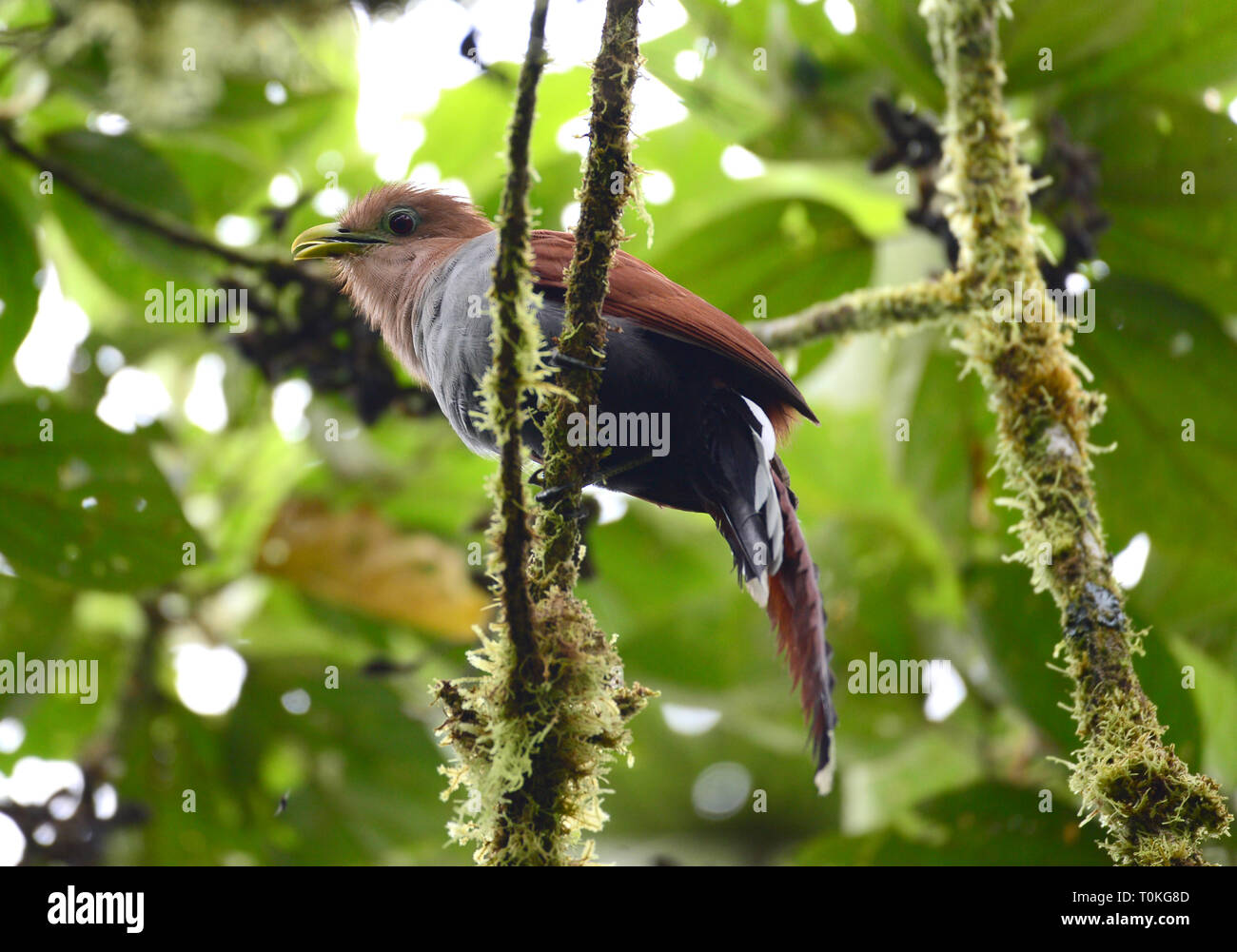 Beautiful Squirrel Cuckoo (Piaya cayana) perched on a tree branch in ...