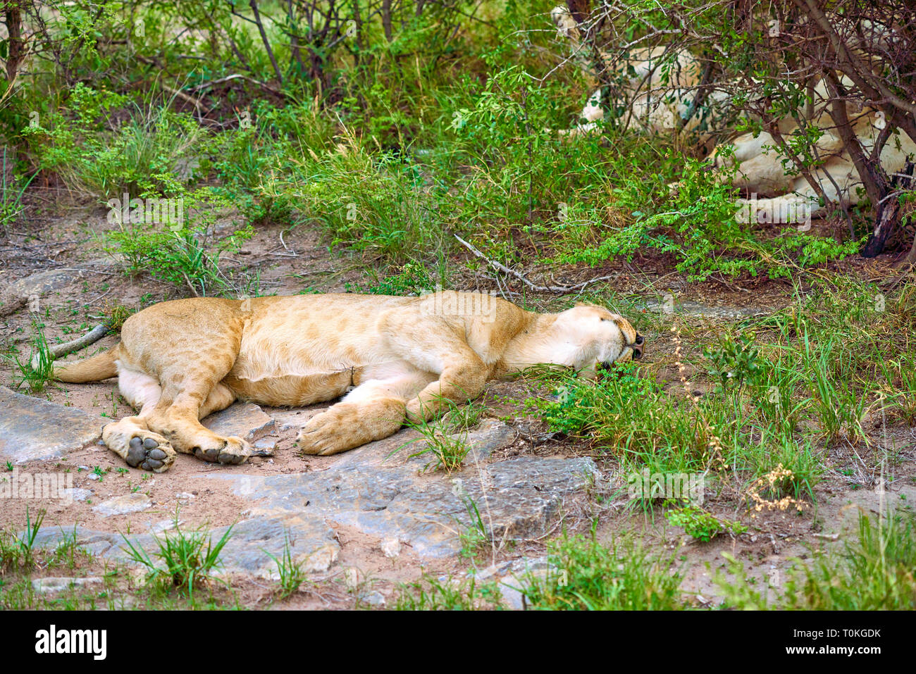 Lion scratching its head hi-res stock photography and images - Alamy