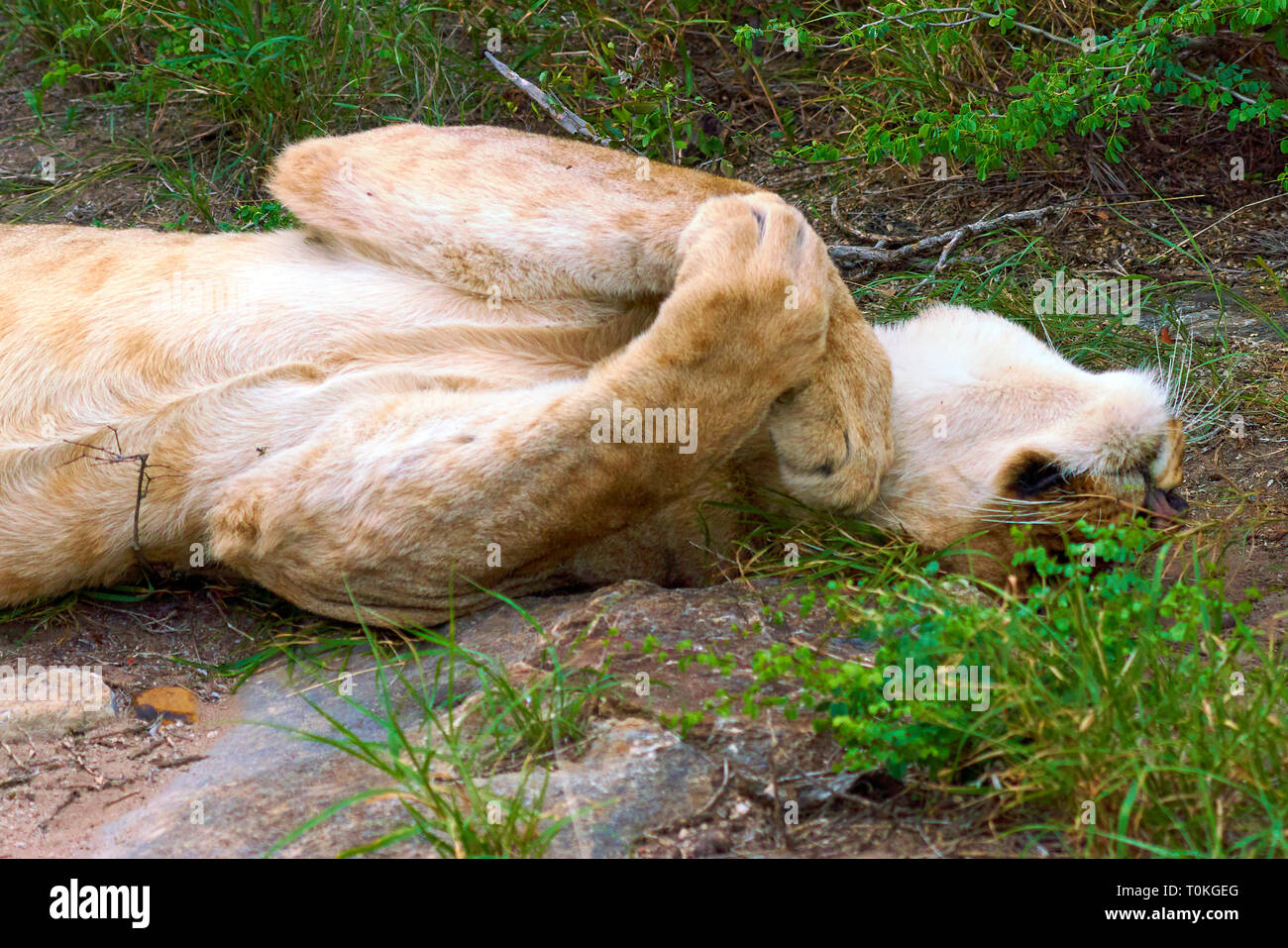 Lion scratching its head hi-res stock photography and images - Alamy