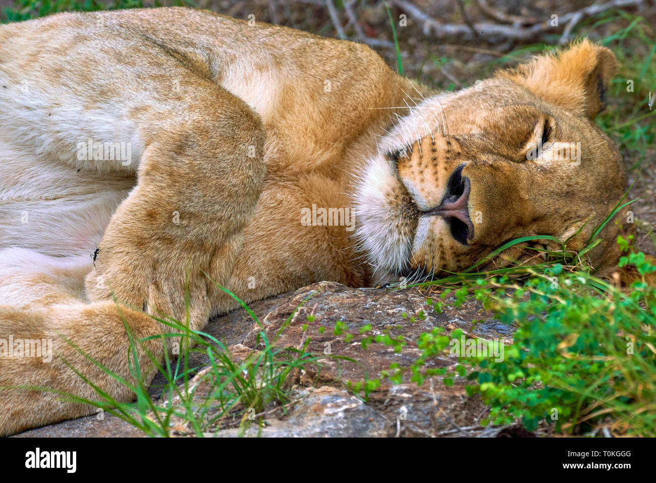 Lion scratching its head hi-res stock photography and images - Alamy