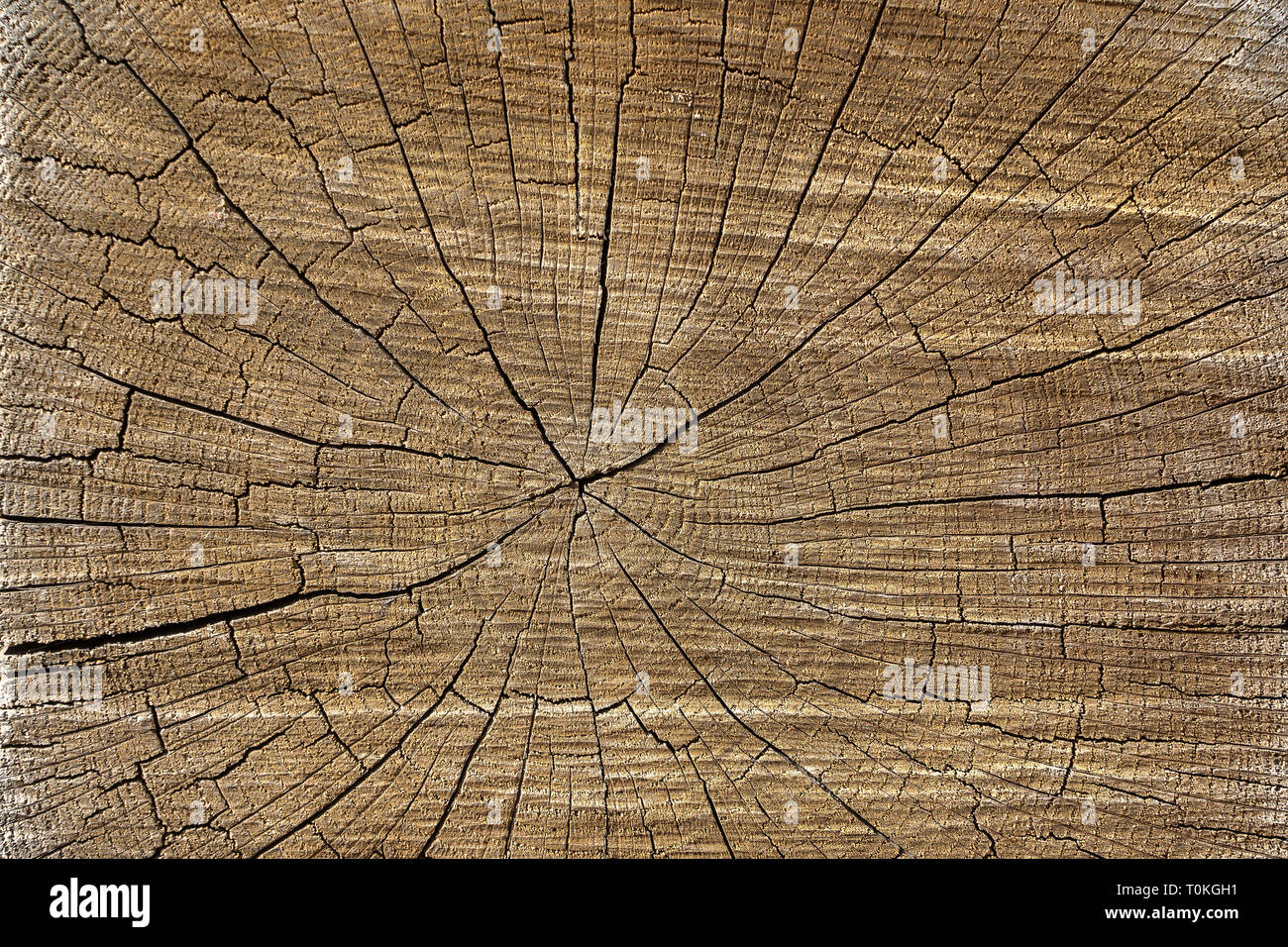 Cracked log end hi-res stock photography and images - Alamy