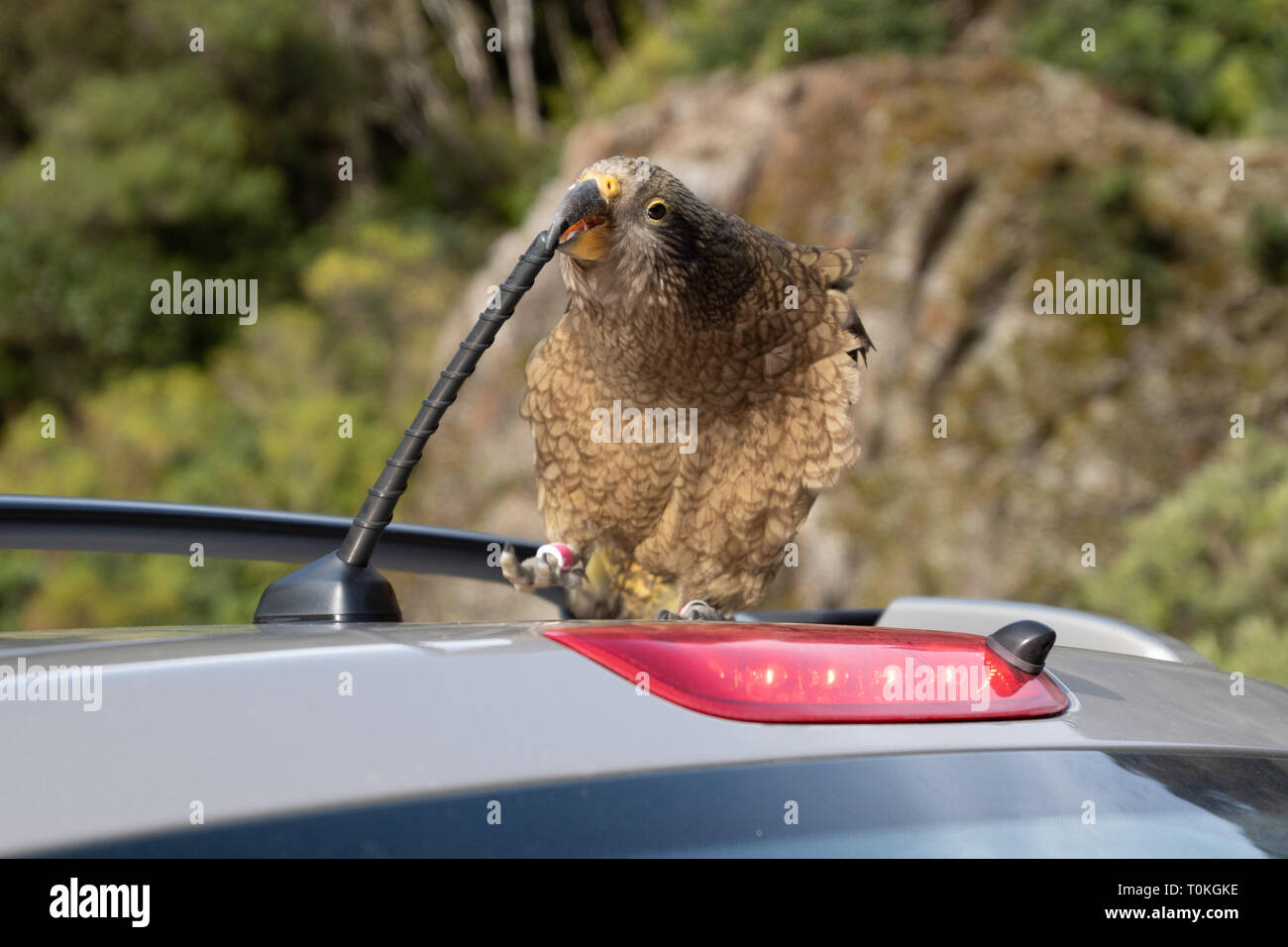 Kea new zealand flying hi-res stock photography and images - Alamy