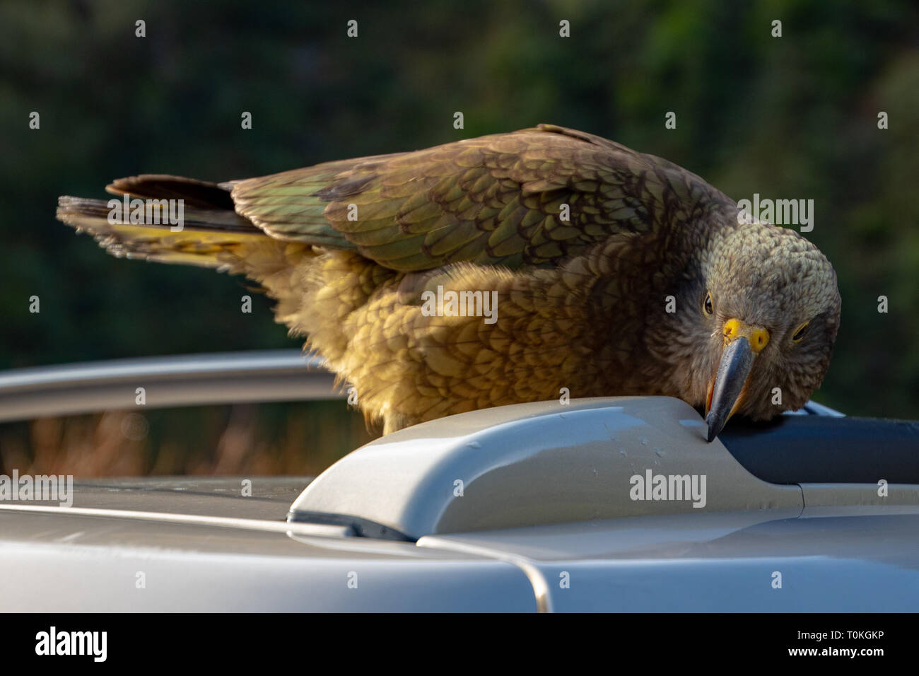 Kea flying hi-res stock photography and images - Alamy