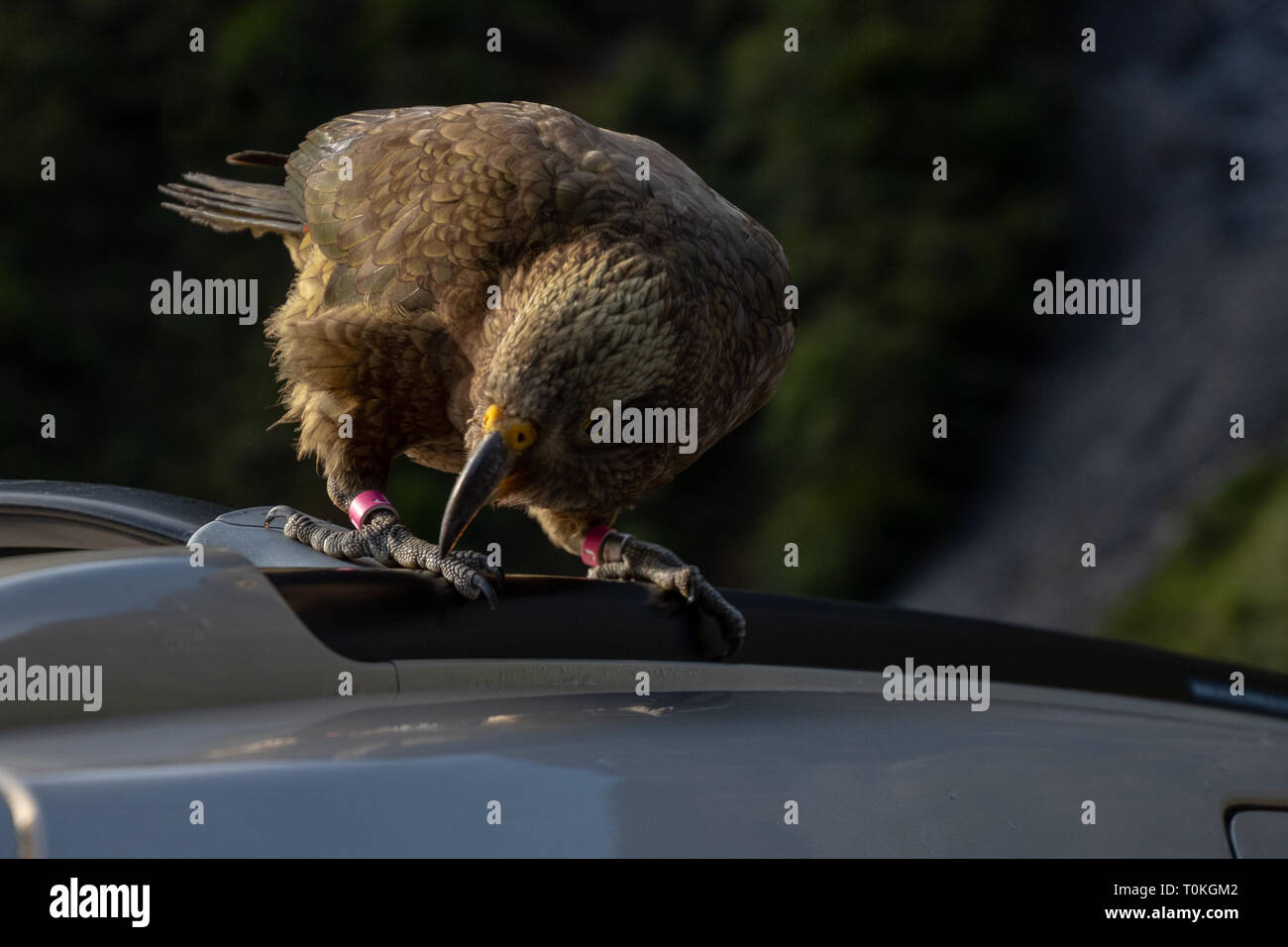 Kea in New Zealand Stock Photo - Alamy