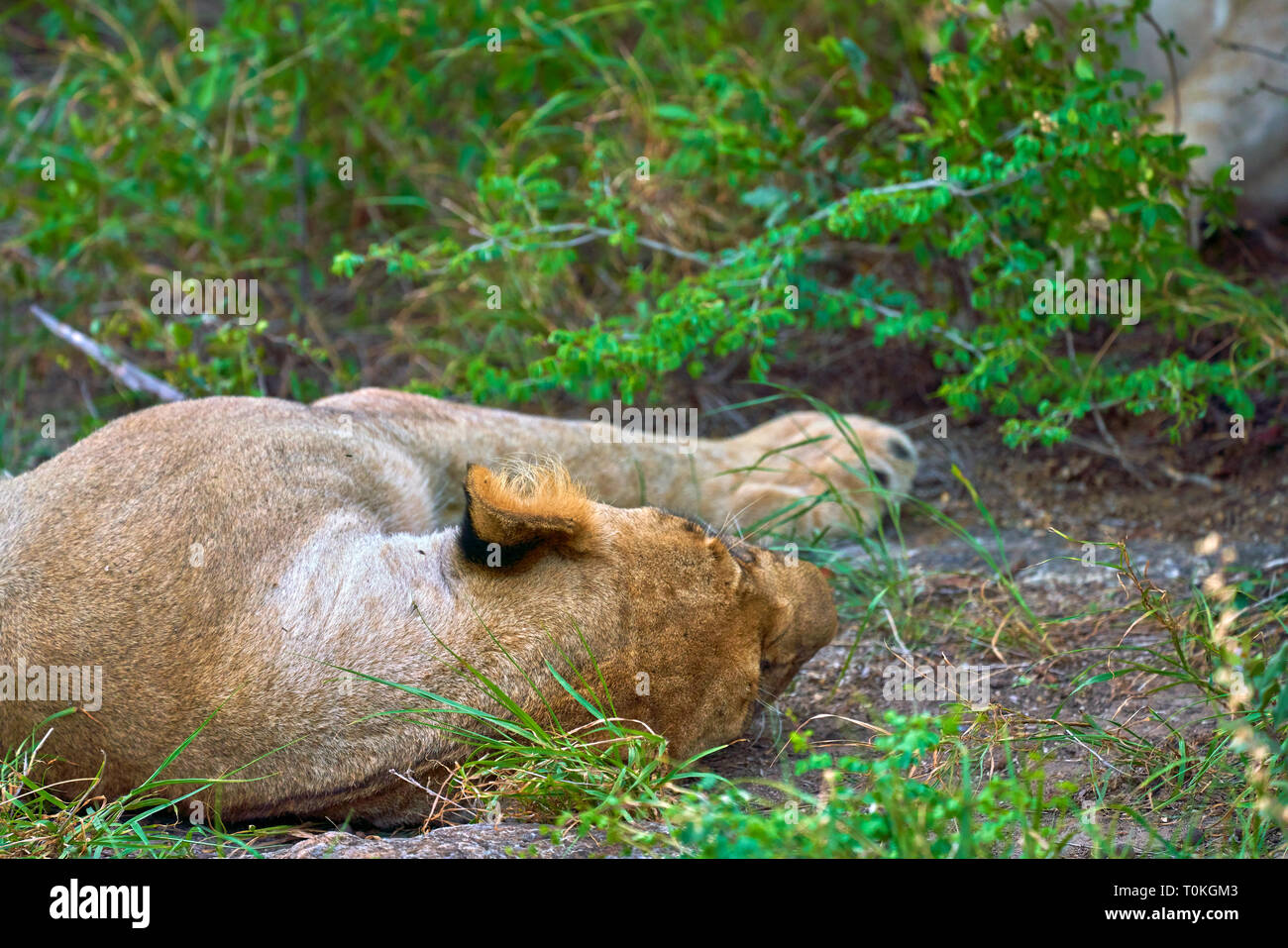 Lion scratching its head hi-res stock photography and images - Alamy