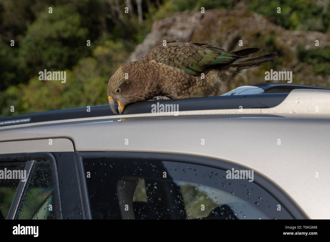 New zealand native birds hi-res stock photography and images - Alamy