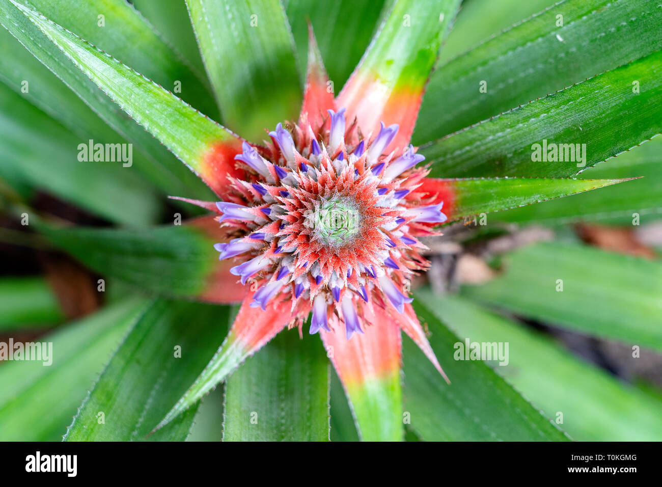 Young pineapple tree in plant hi-res stock photography and images - Alamy