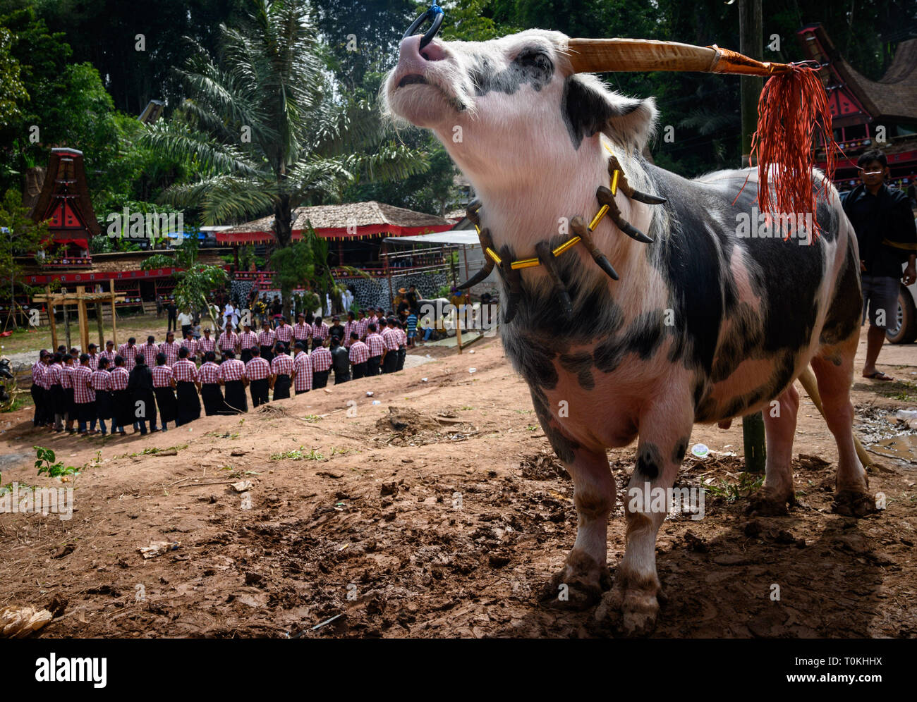 Residents are seen performing the ma'badong dance during the Rambu Solo ...