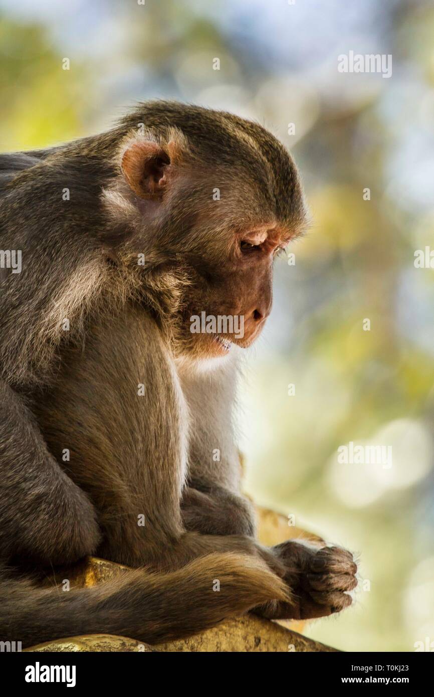 Mount popa monkey hi-res stock photography and images - Alamy