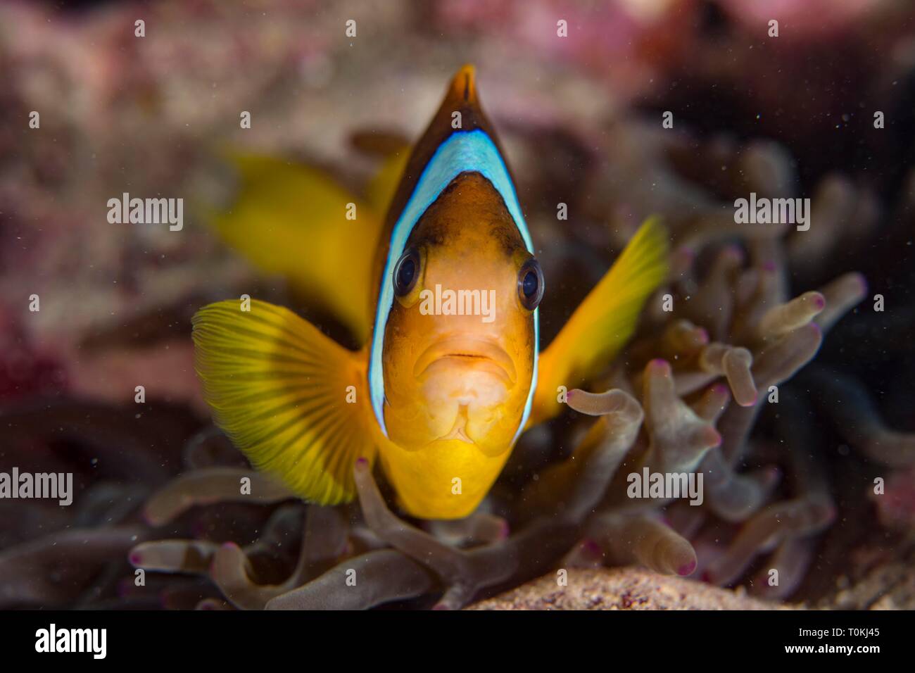 Direct eye contact with a Nemo, clown fish, as it comes out of it's an ...