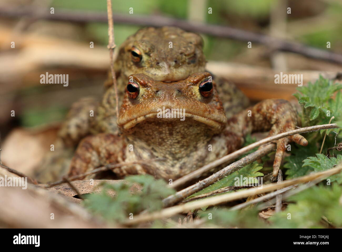 A male toad on the back of a female toad (head on shot Stock Photo - Alamy