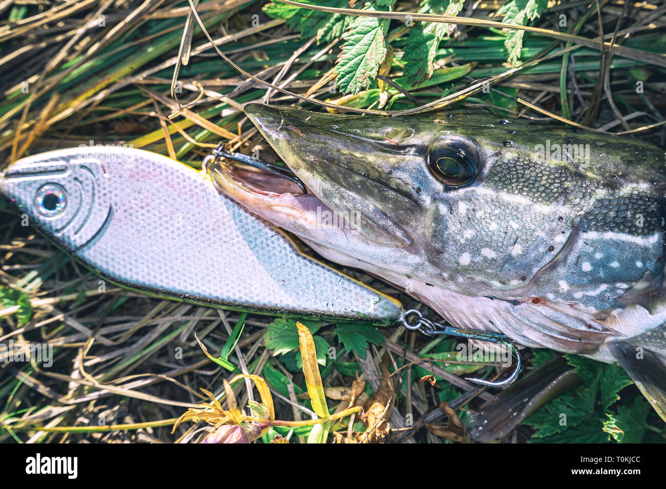 Pike on grass with bait in a mouth Stock Photo - Alamy